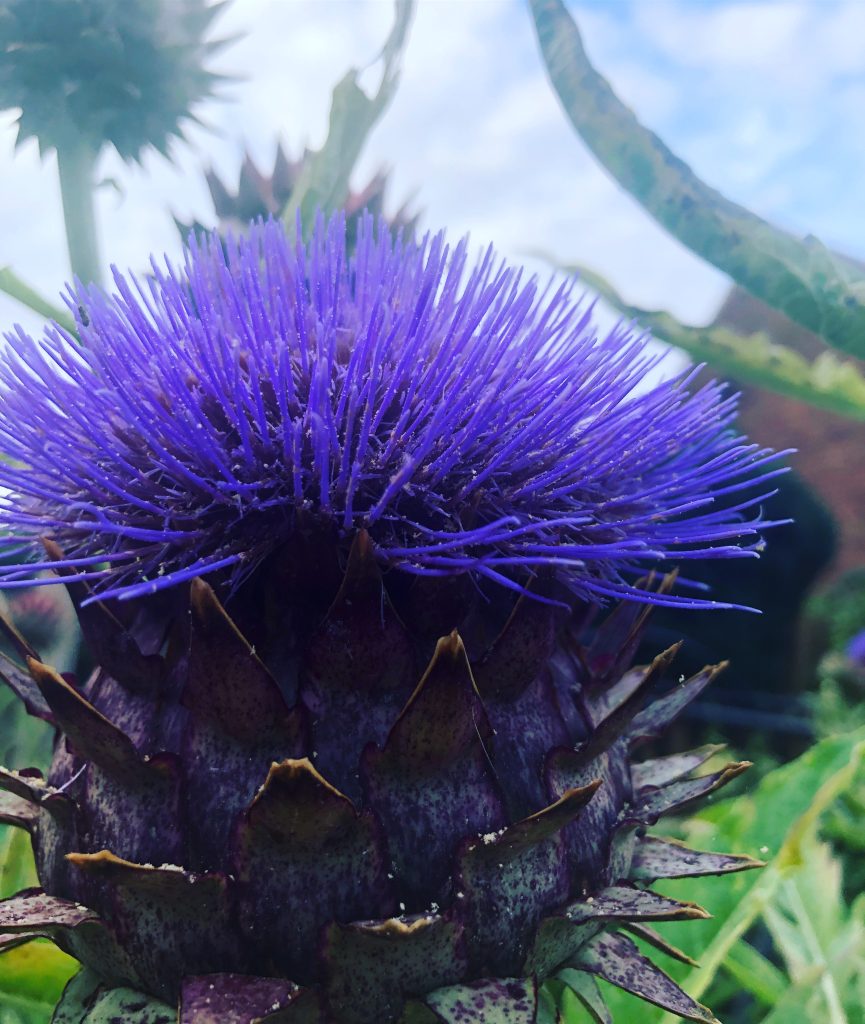 How to grow Cardoons - Local Gardener