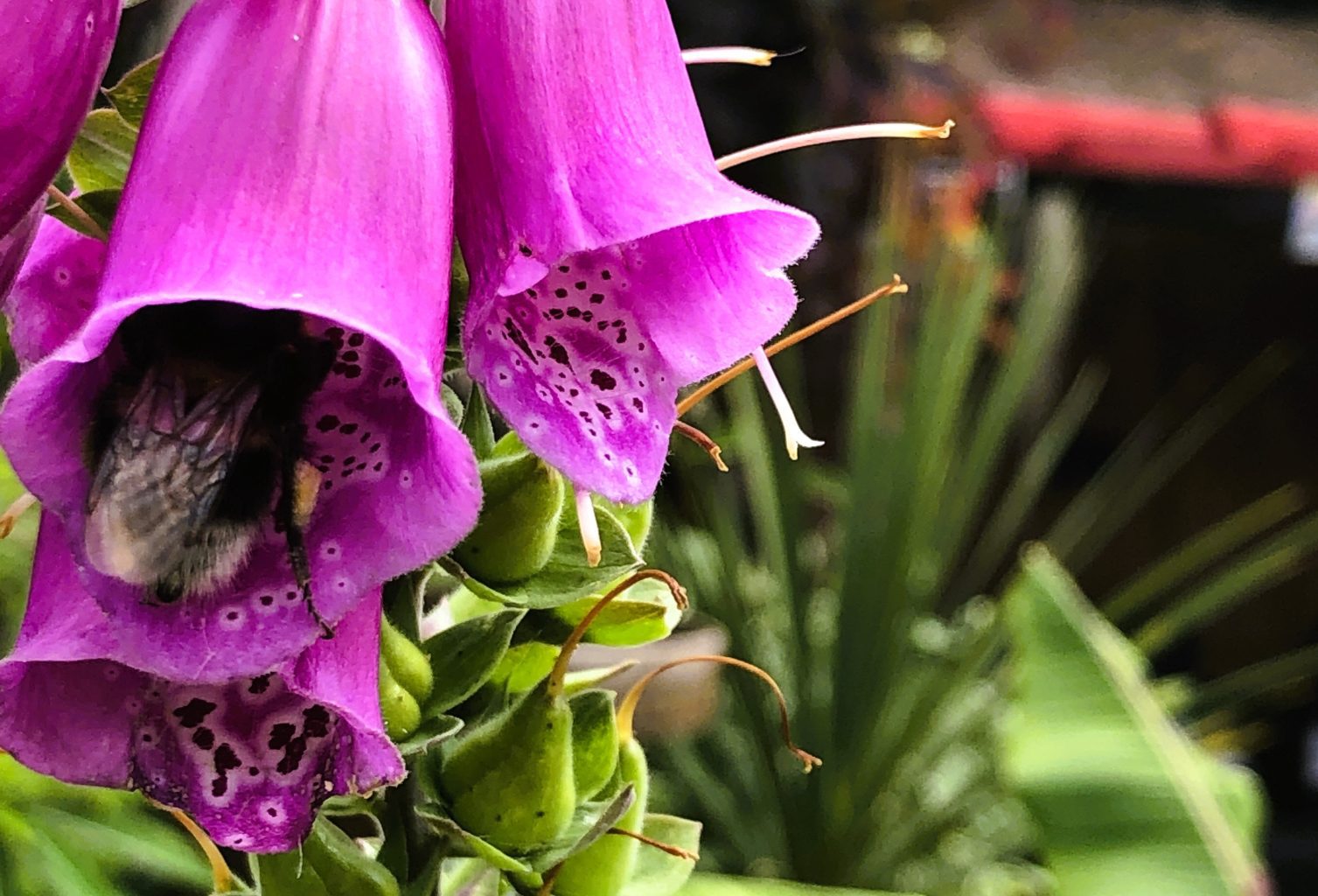 The Secret Gardeners: Pollinators of the UK - Local Gardener NEWSPAPER