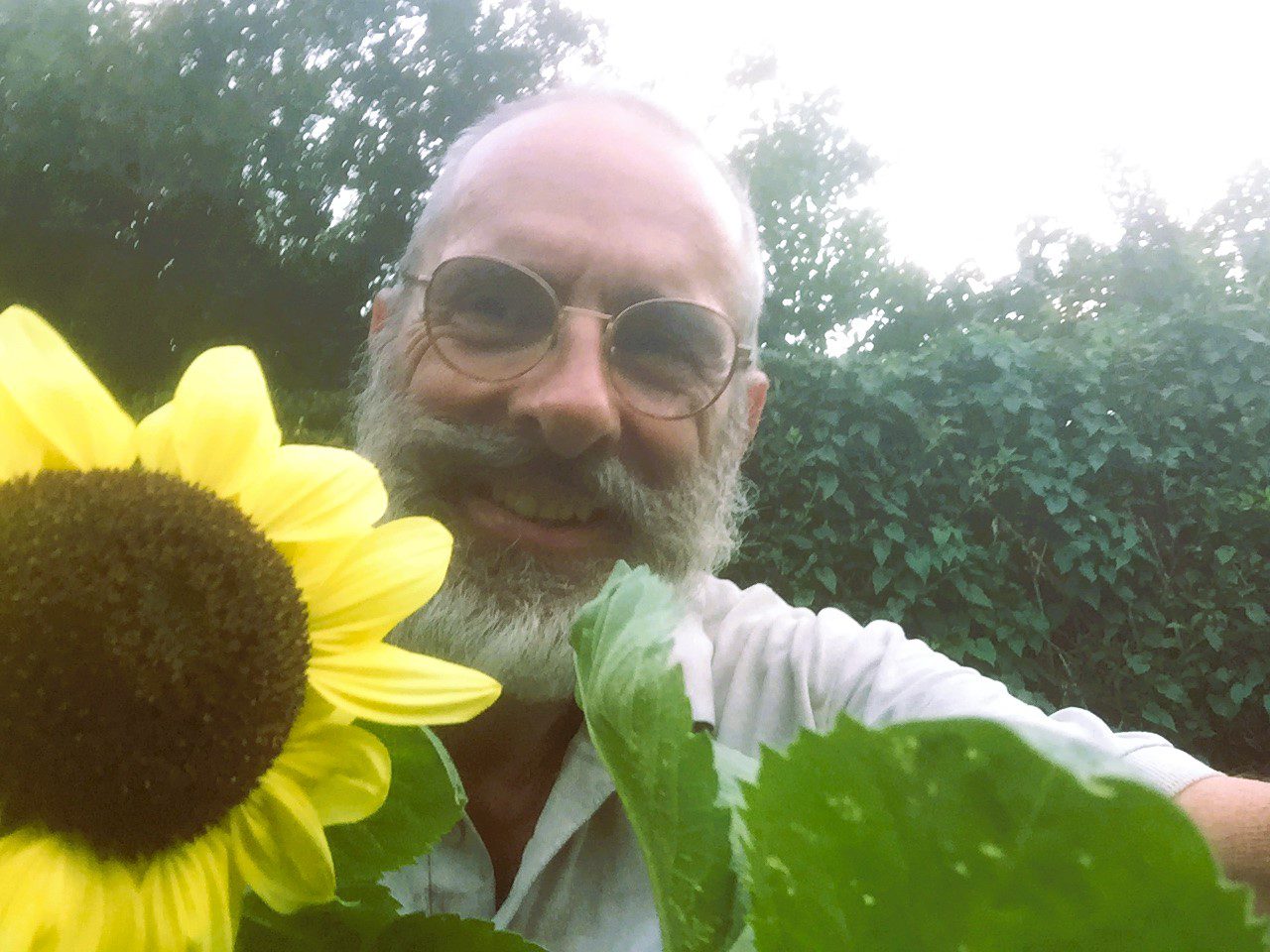 How to Grow the Tallest Sunflower? - Local Gardener