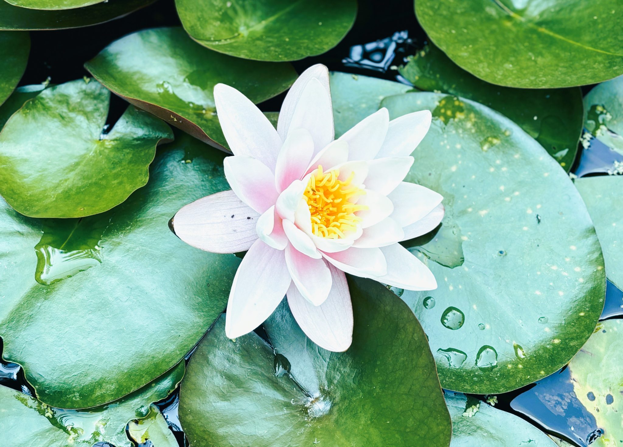 Growing Water Lilies in the UK: Varieties, Care, Colours, and Pond Tips ...