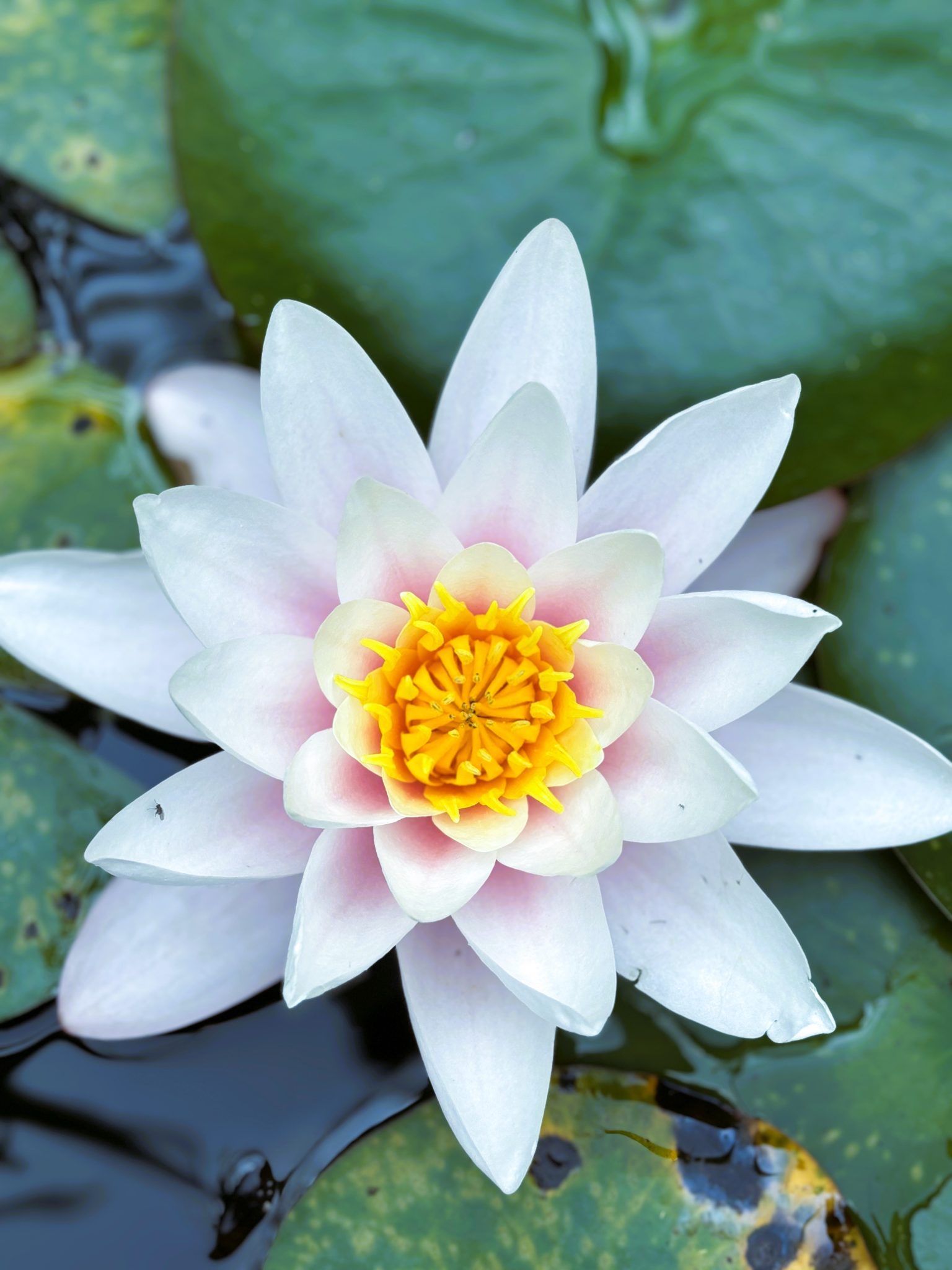 Growing Water Lilies in the UK: Varieties, Care, Colours, and Pond Tips ...