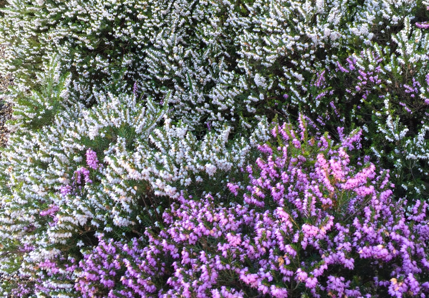 How to Grow Heather in the UK - Local Gardener