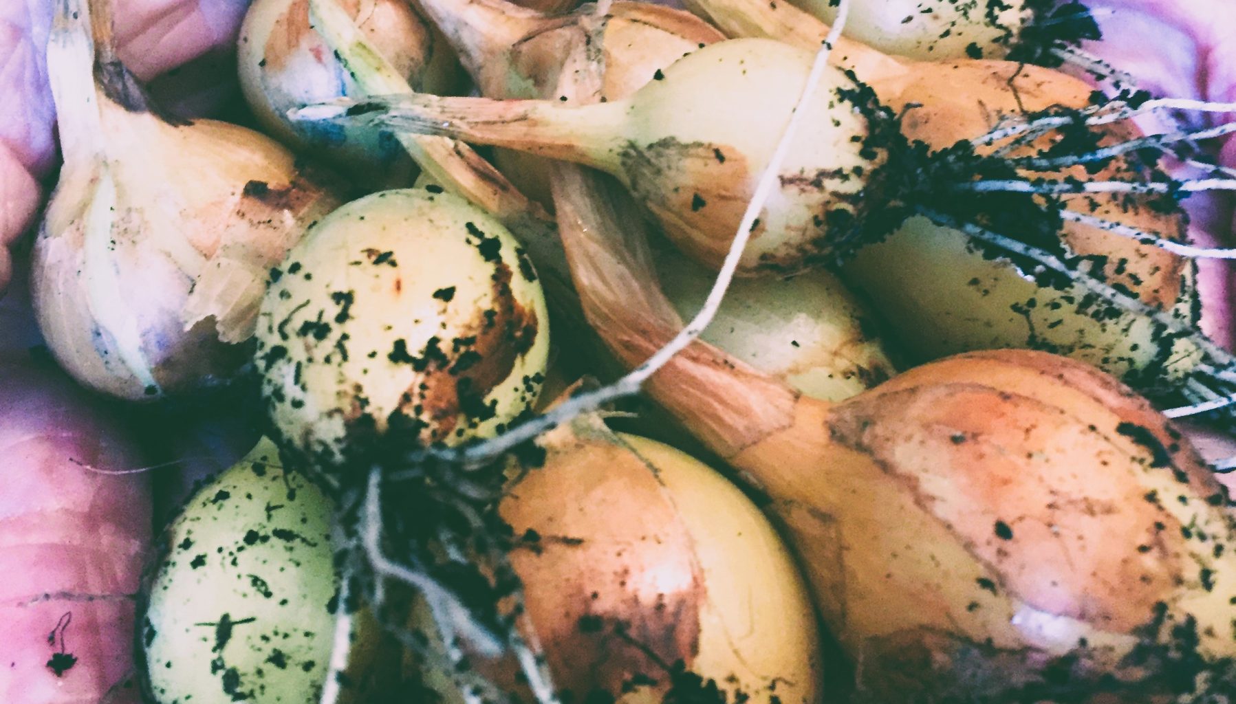 Growing Onions in December: A Guide for UK Gardeners - Local Gardener ...