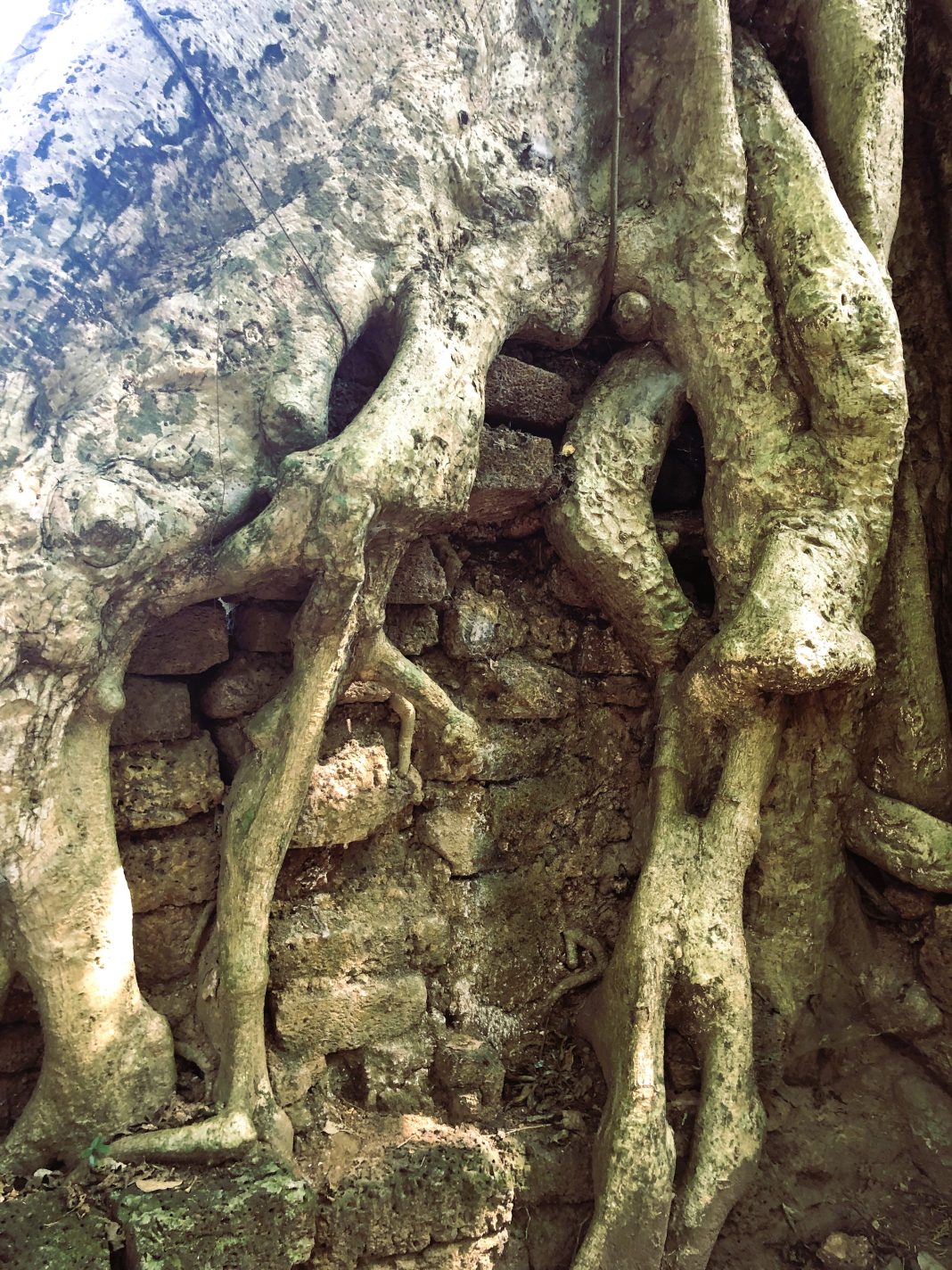 Strangler Figs – The Trees That Take Over the World - Local Gardener ...