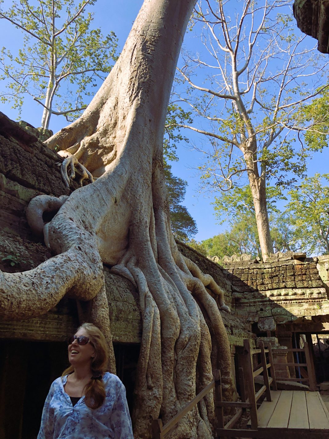 Strangler Figs – The Trees That Take Over the World - Local Gardener ...