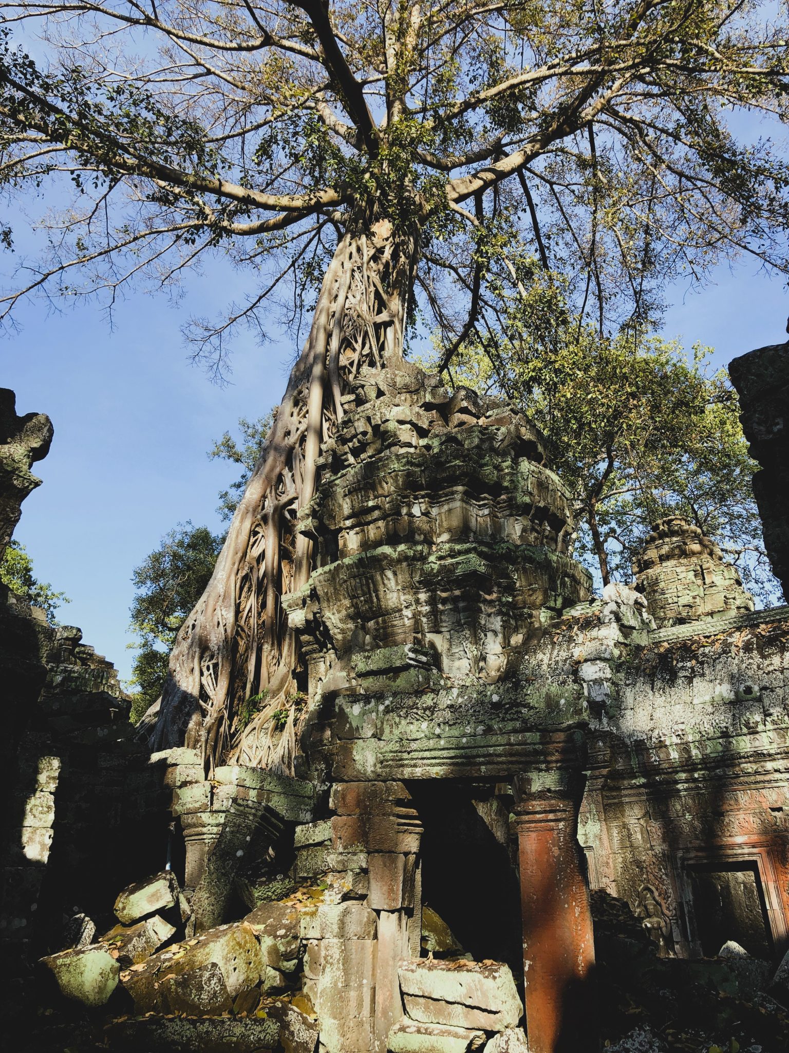 Strangler Figs – The Trees That Take Over the World - Local Gardener ...