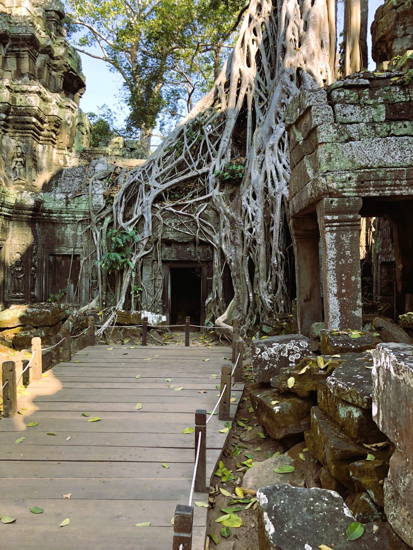 Strangler Figs – The Trees That Take Over the World - Local Gardener ...