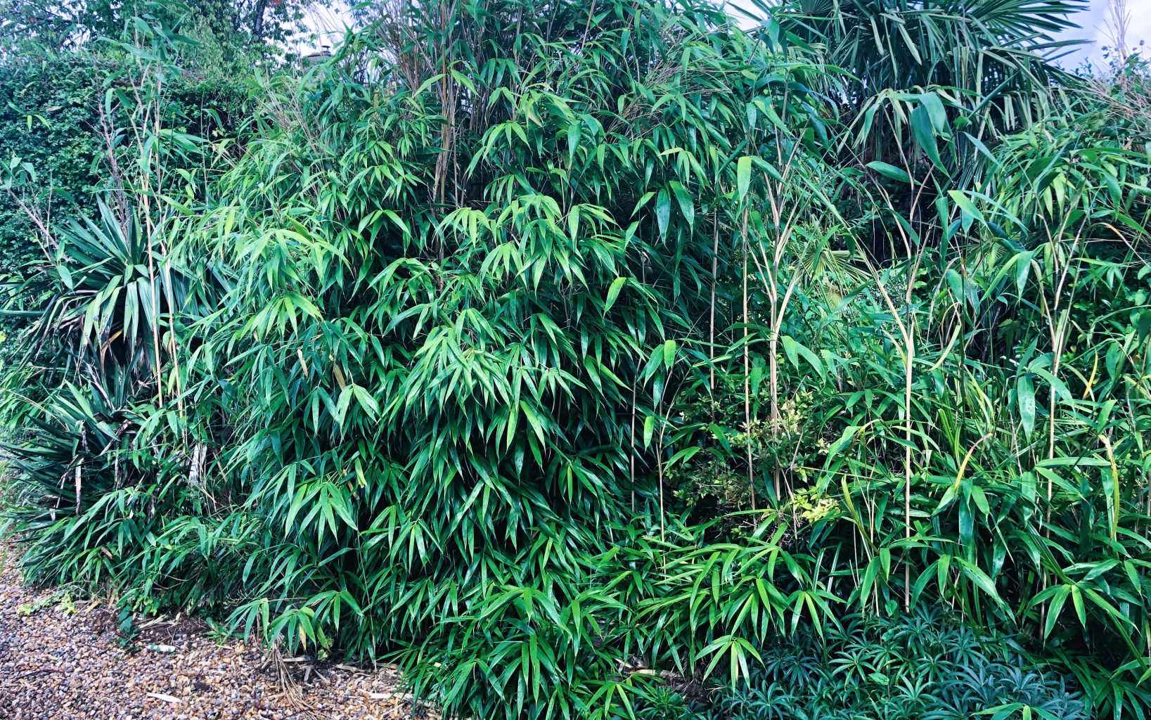 How to Stop Invasive Bamboo from Spreading and Remove It for Good ...