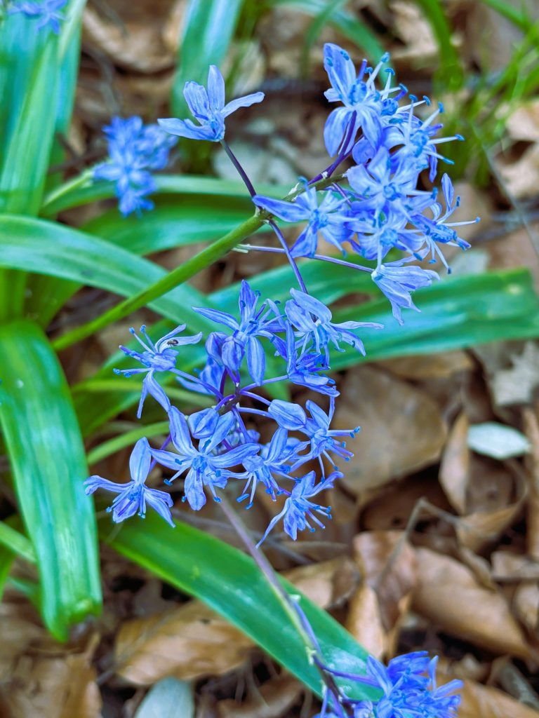 Scilla bifolia Grow Guide - Local Gardener NEWSPAPER