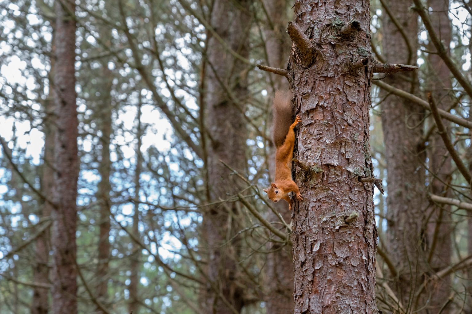 Red squirrel range in Highlands increases by over 25% - Local Gardener