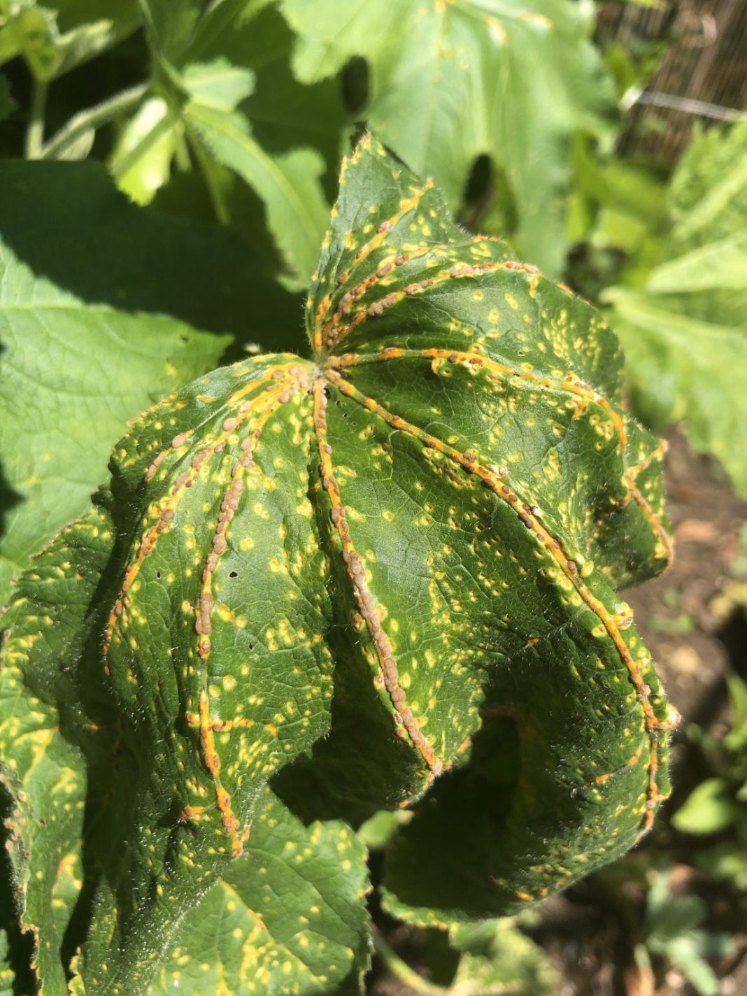 Does hollyhock rust spread to other plants - Local Gardener NEWSPAPER