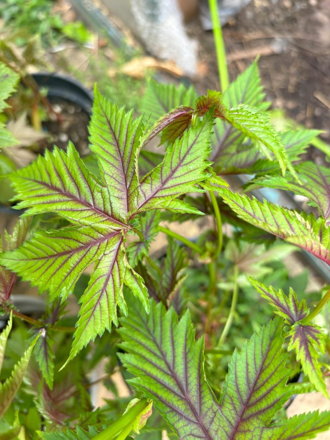 How to Grow Filipendula ‘Red Umbrellas’ - Local Gardener NEWSPAPER