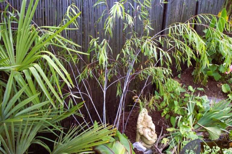 Growing Salix Acutifolia ‘Blue Streak’ - Local Gardener NEWSPAPER