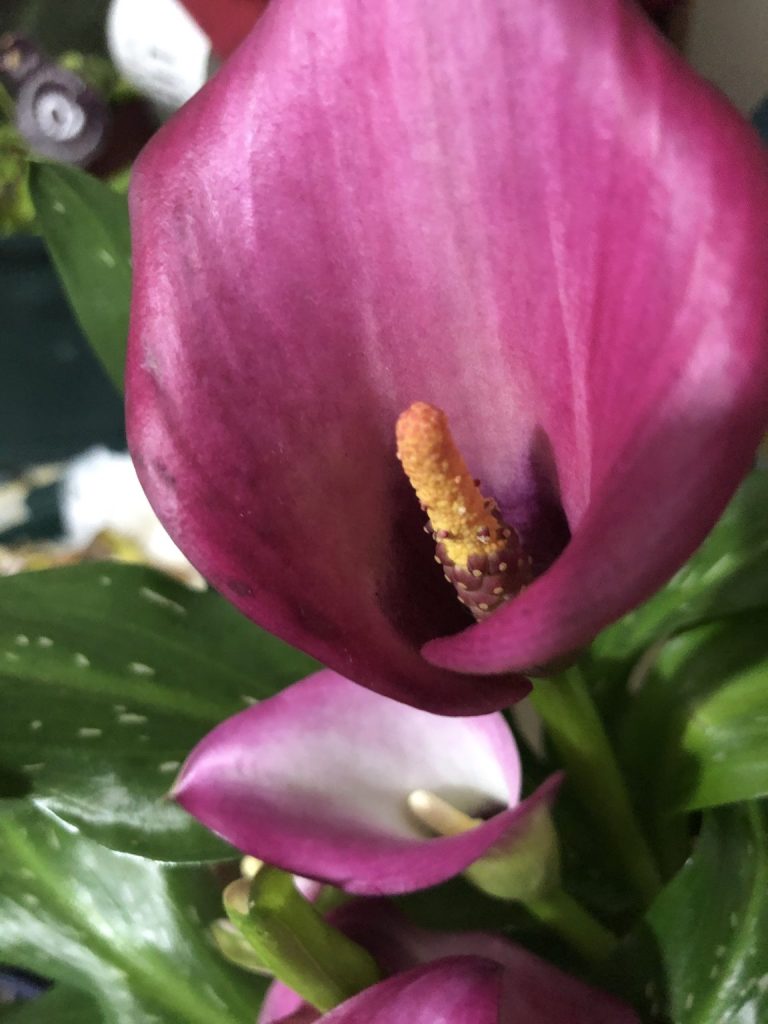 Calla Lily – Zantedeschia Grow Guide - Local Gardener NEWSPAPER
