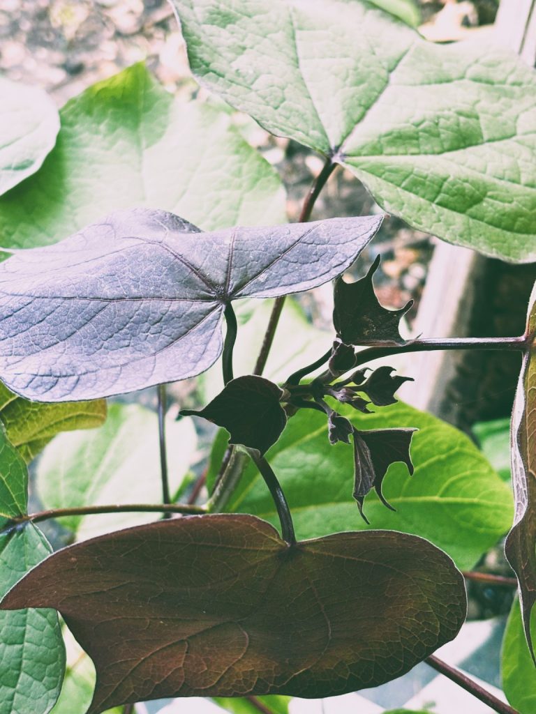 How to Grow Catalpa erubescens Purpurea - Local Gardener NEWSPAPER