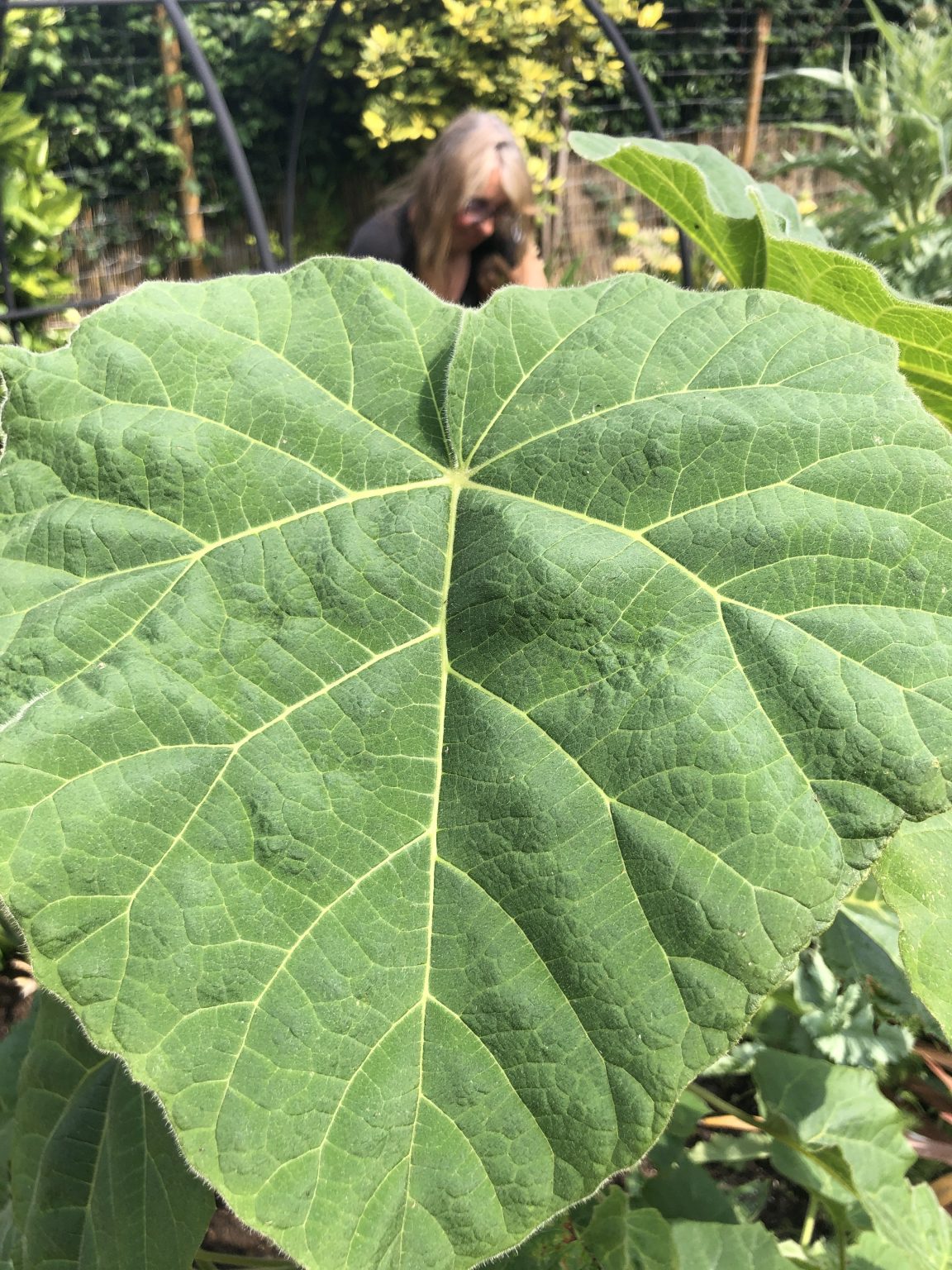 Paulownia tomentosa care - Local Gardener NEWSPAPER