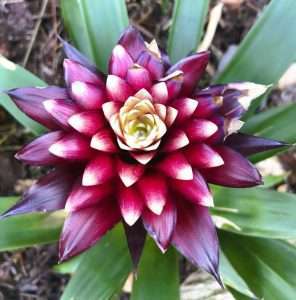 How to Grow Bromeliad Guzmania Lingulata ‘Francesca’ - Local Gardener ...
