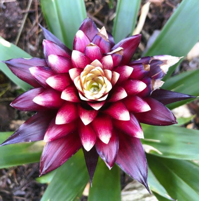 How to Grow Bromeliad Guzmania Lingulata ‘Francesca’ - Local Gardener ...