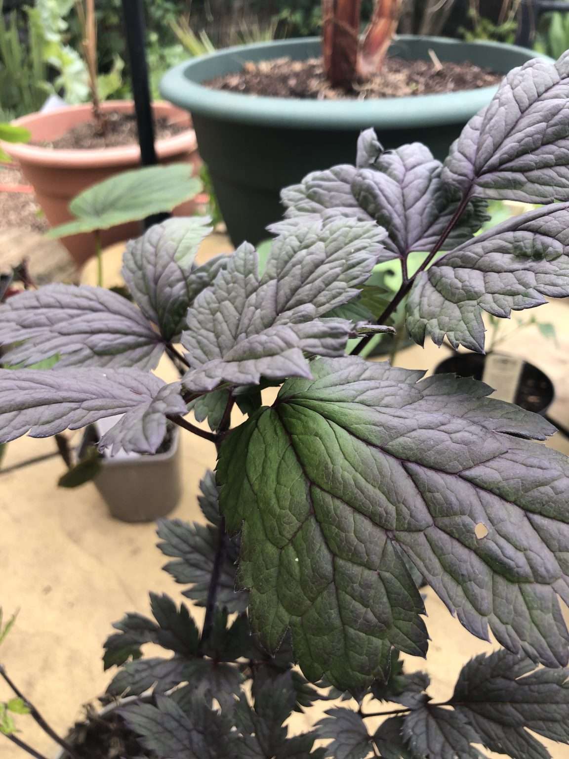 How to grow Actaea simplex ‘pink spike’ - Local Gardener NEWSPAPER