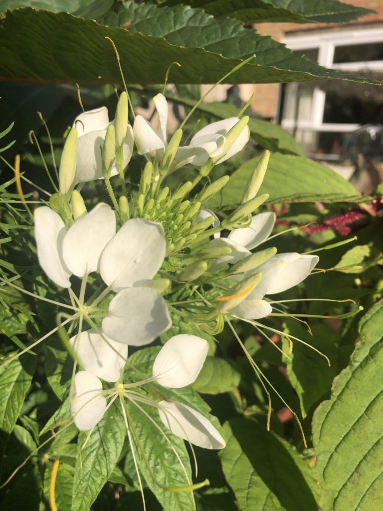 How to grow and care for Cleome - Local Gardener NEWSPAPER