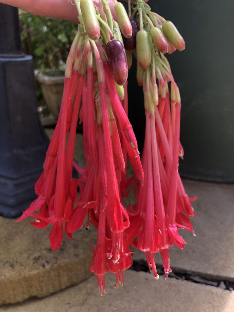 How to grow Fuchsia Boliviana - Local Gardener NEWSPAPER