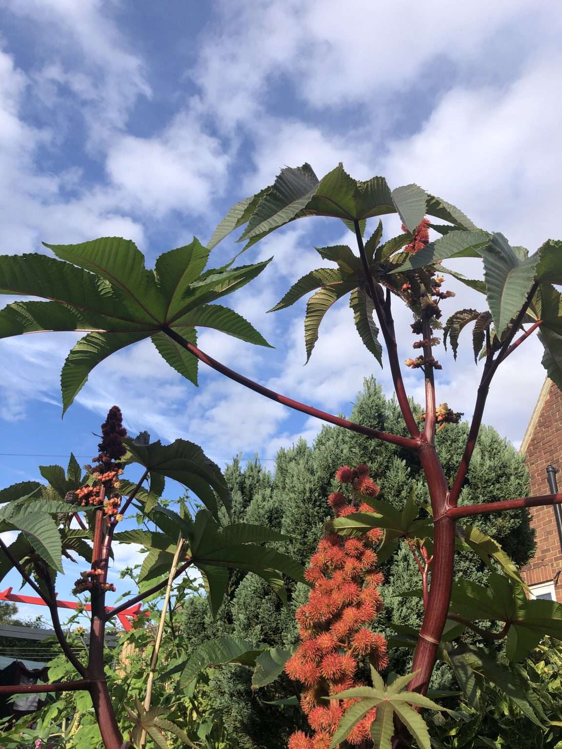 How to Grow Ricinus communis - Local Gardener NEWSPAPER