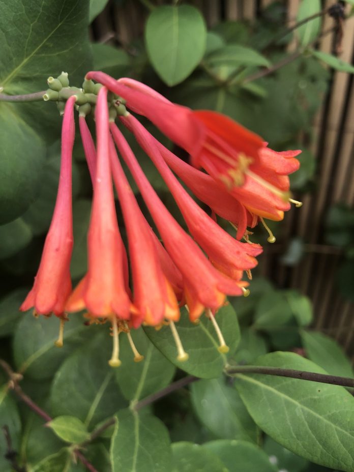 How to Grow Lonicera × brownii ‘Dropmore Scarlet’ - Local Gardener ...