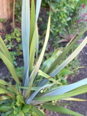 Phormium Tenax - Local Gardener NEWSPAPER
