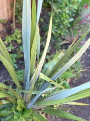 Phormium Tenax - Local Gardener NEWSPAPER