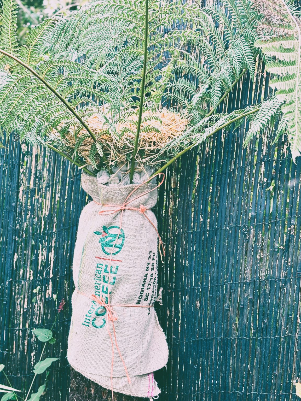 What’s the best way to protect tree ferns over winter? - Local Gardener ...