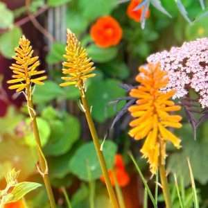 How To Grow Kniphofia ‘Popsicle’ - Local Gardener NEWSPAPER