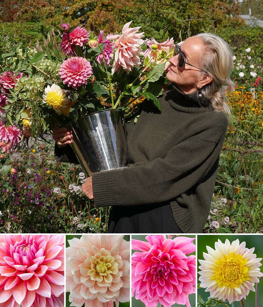 Sarah Raven launches five new dahlia collections in collaboration with ...