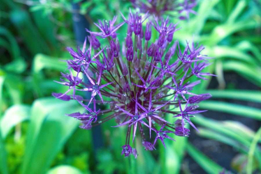 Alium Grow Guide - Local Gardener NEWSPAPER