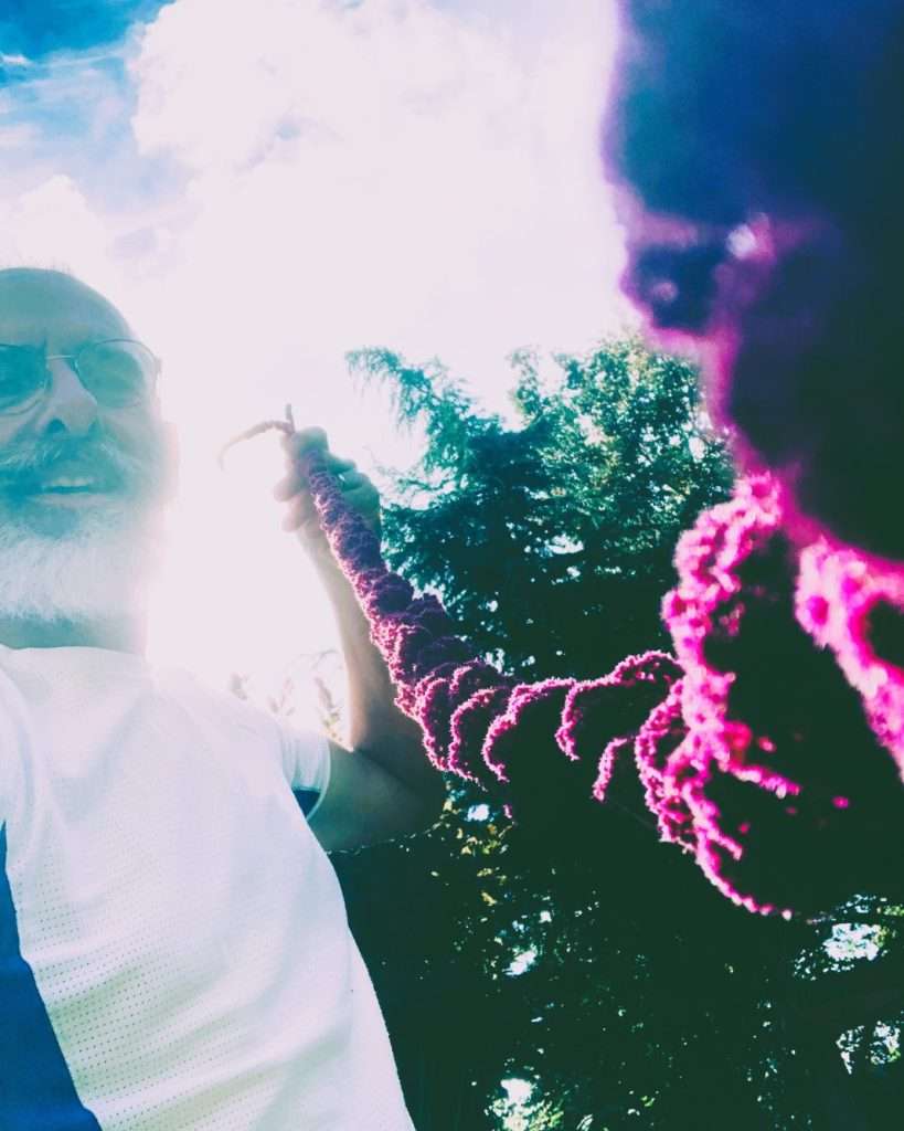 Amaranthus: Sow in Love with Your UK Tropical Garden - Local Gardener ...