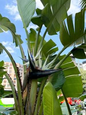 Strelitzia - Local Gardener NEWSPAPER