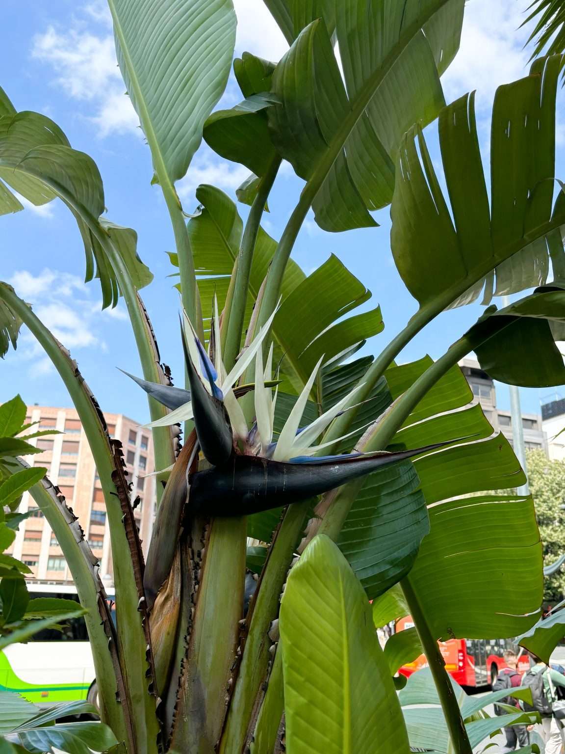 Strelitzia - Local Gardener NEWSPAPER