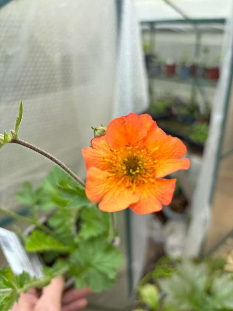 How to Grow Geum ‘Totally Tangerine’ - Local Gardener NEWSPAPER