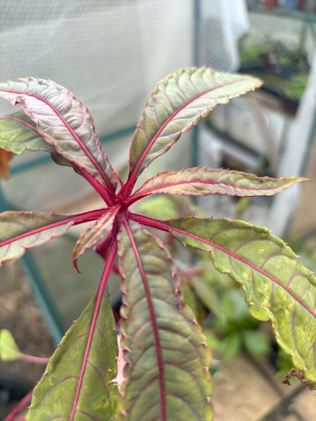 Impatiens omeiana ‘Pink Nerves’ – Grow Guide - Local Gardener NEWSPAPER