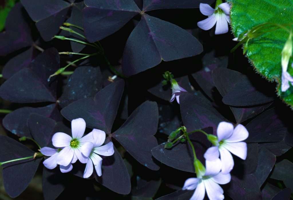 Oxalis Triangularis - Local Gardener NEWSPAPER