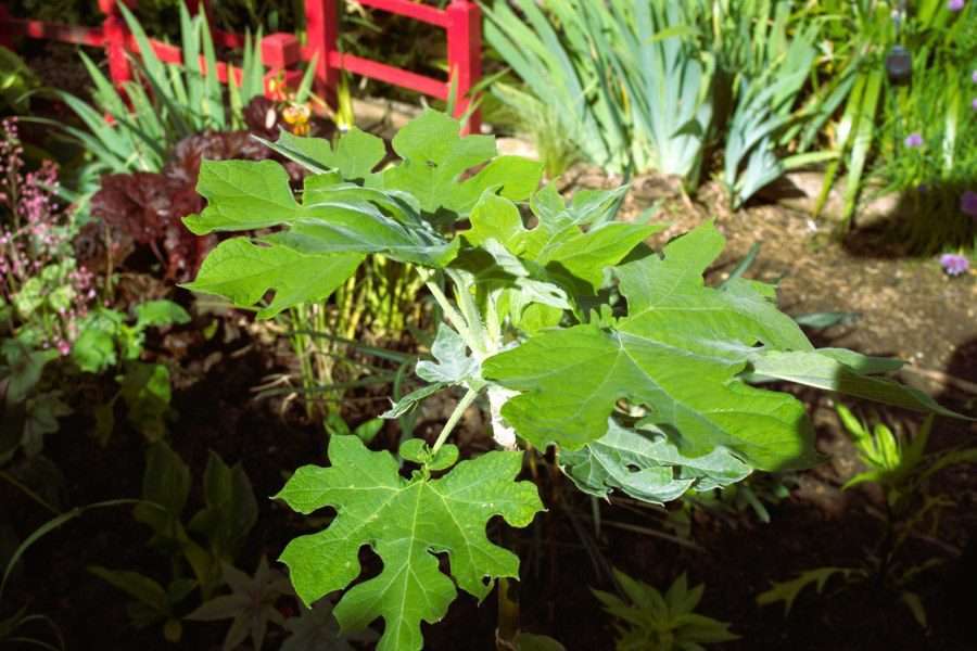 How to grow Montanoa grandiflora (Tree Daisy) - Local Gardener NEWSPAPER