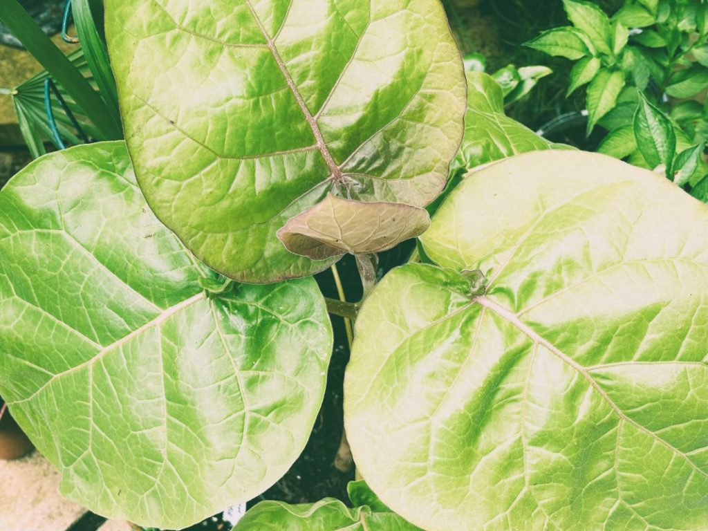 Growing Tree Tomato in a UK Tropical Garden - Local Gardener NEWSPAPER