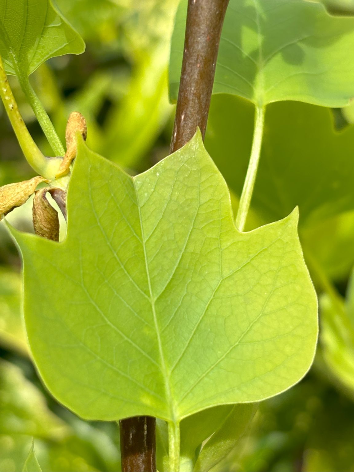 How to grow Liriodendron tulipifera the Tulip Tree - Local Gardener ...