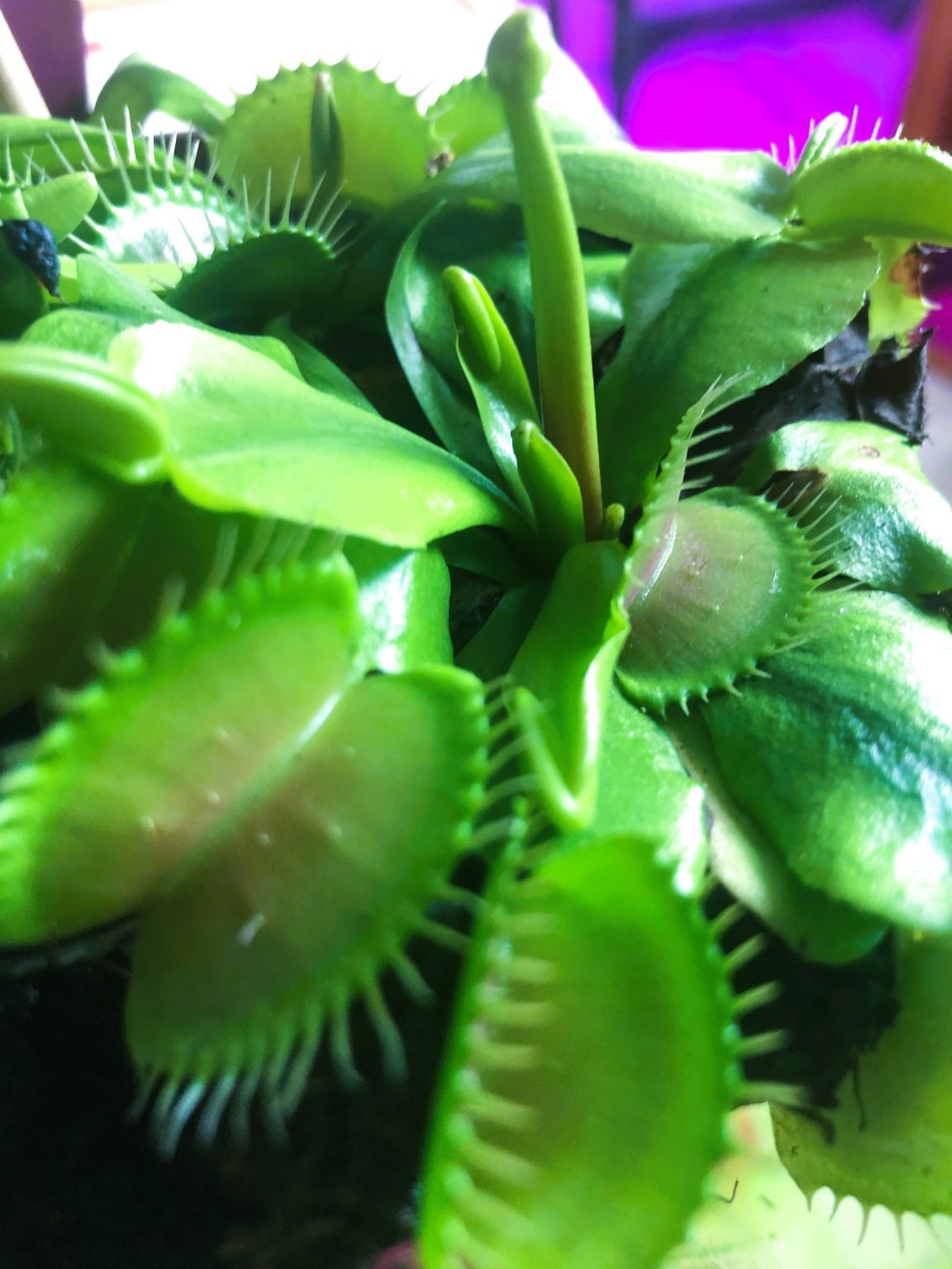 Venus Flytrap Grow Guide - Local Gardener NEWSPAPER